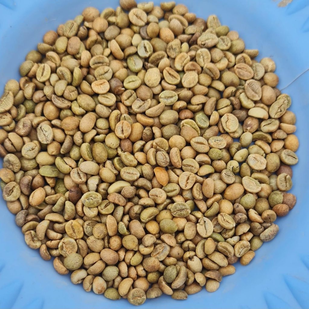 Robusta Beans - Aseans Cameroon Ltd