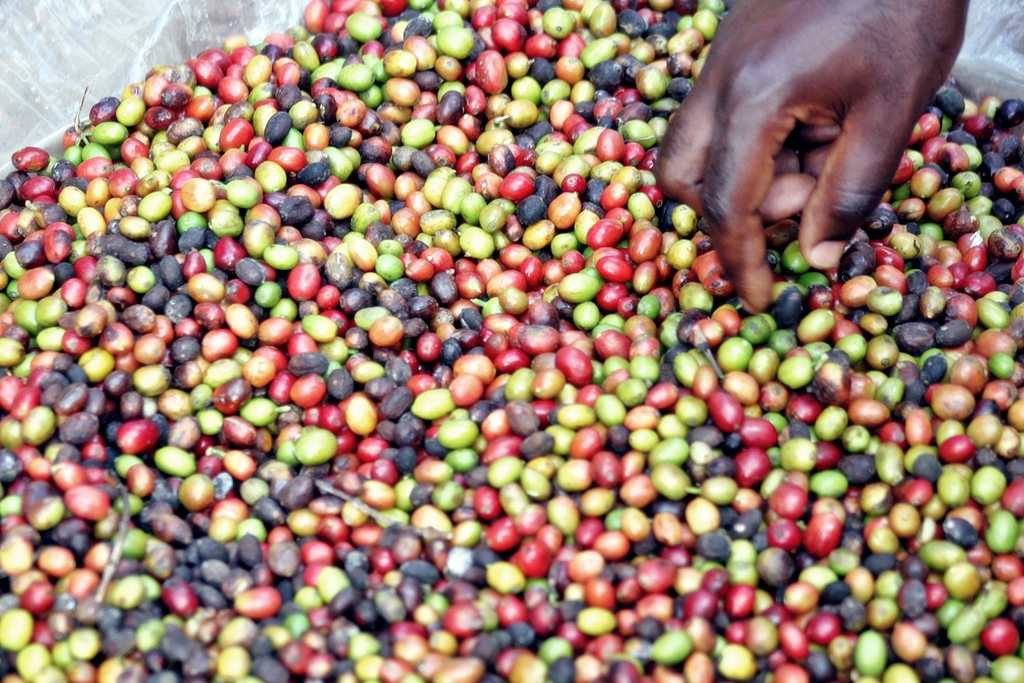 Supporting Cameroonian Coffee Industry and Protecting the Environment ...